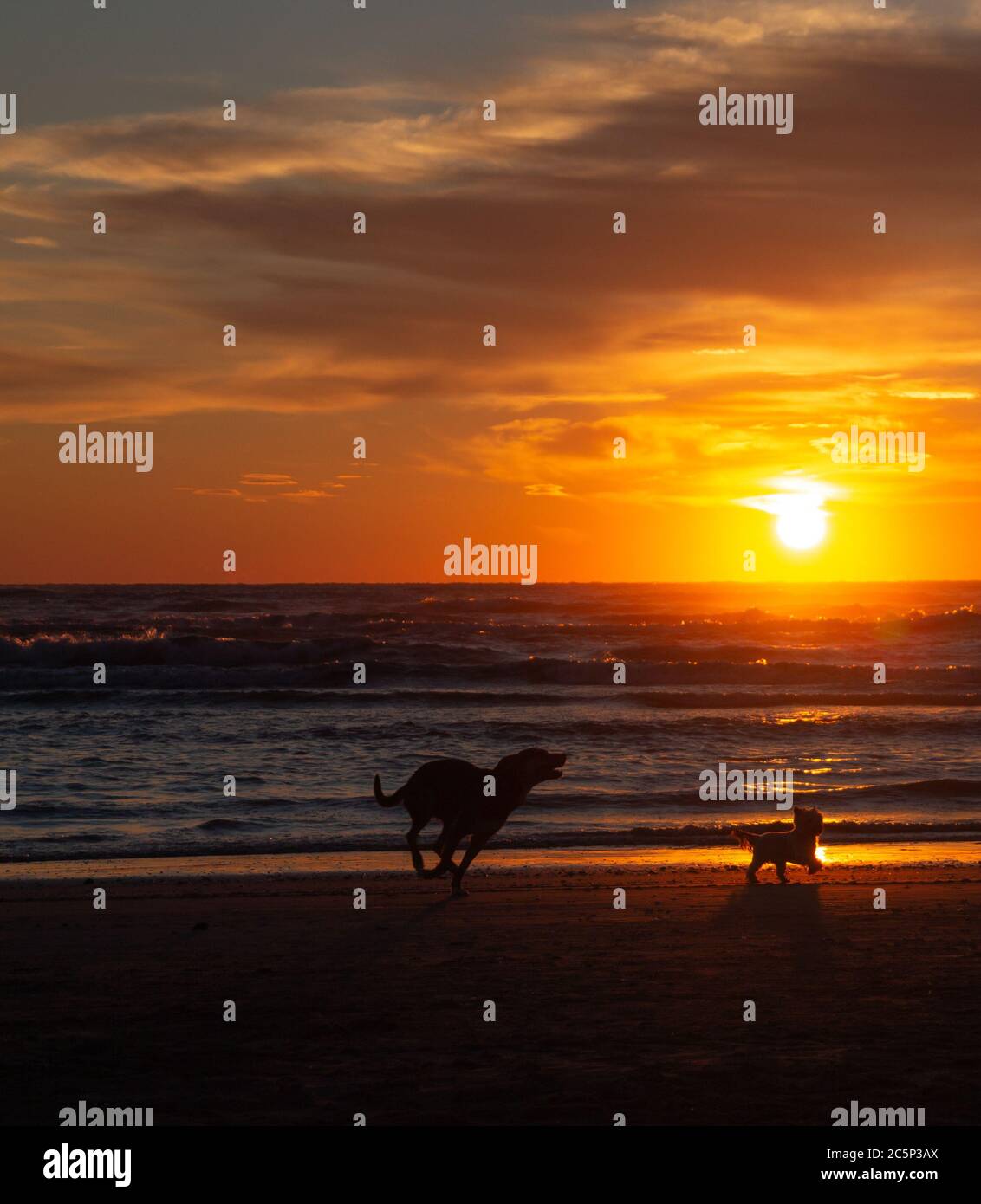 silhouette of happy dogs running on sandy beach in the morning during ...