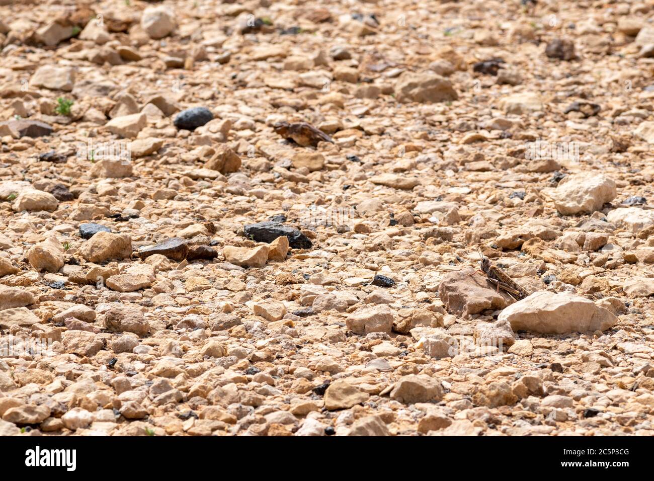 Middle East Insects High Resolution Stock Photography and Images - Alamy