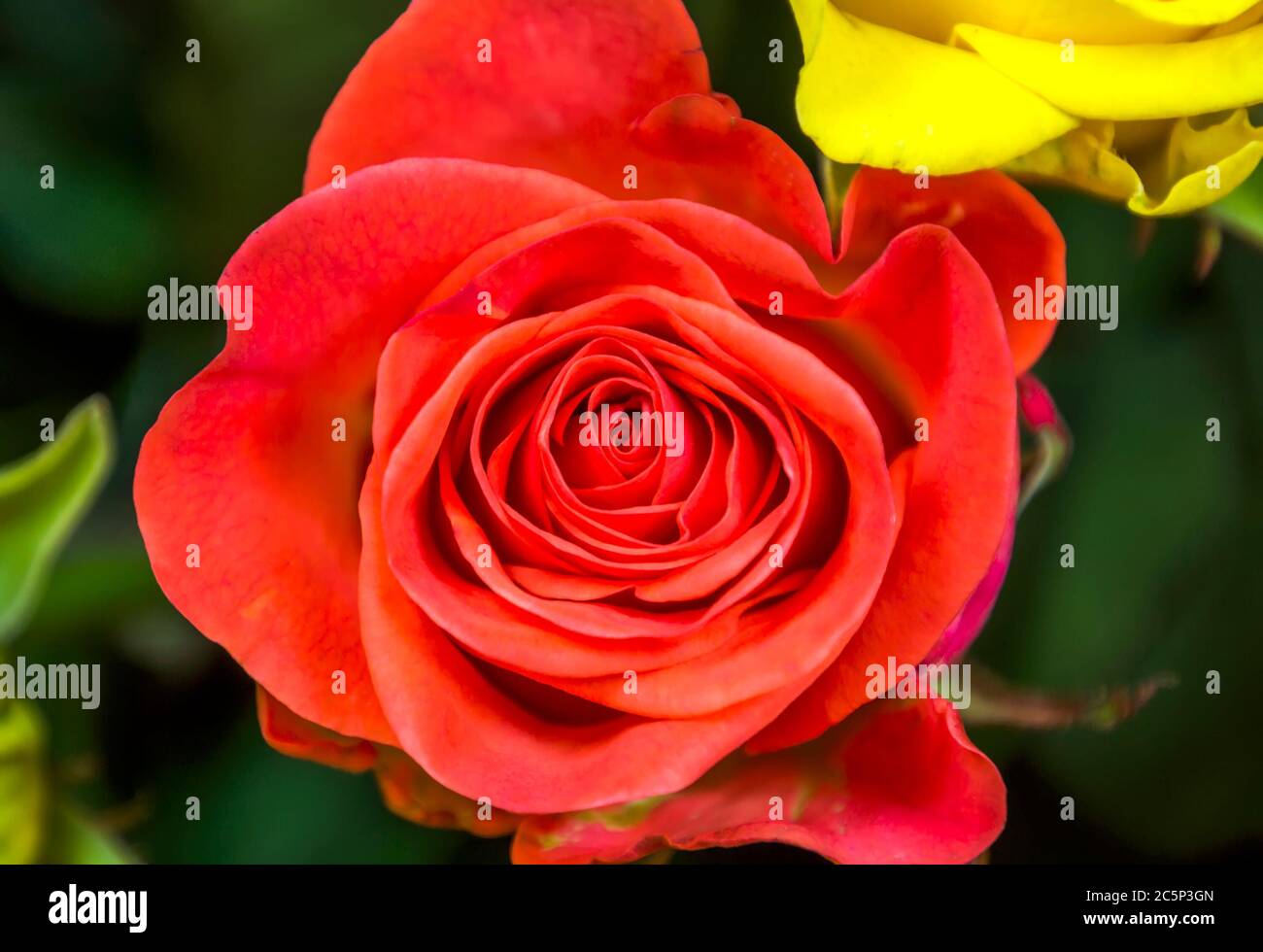 Close up of beautiful red rose. View from above Stock Photo - Alamy