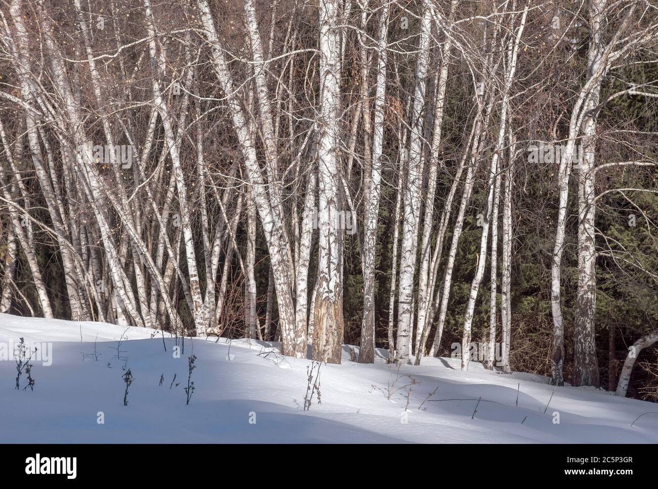 Aspen trees in winter in Tien Shan mountains, Kazakhstan Stock Photo ...