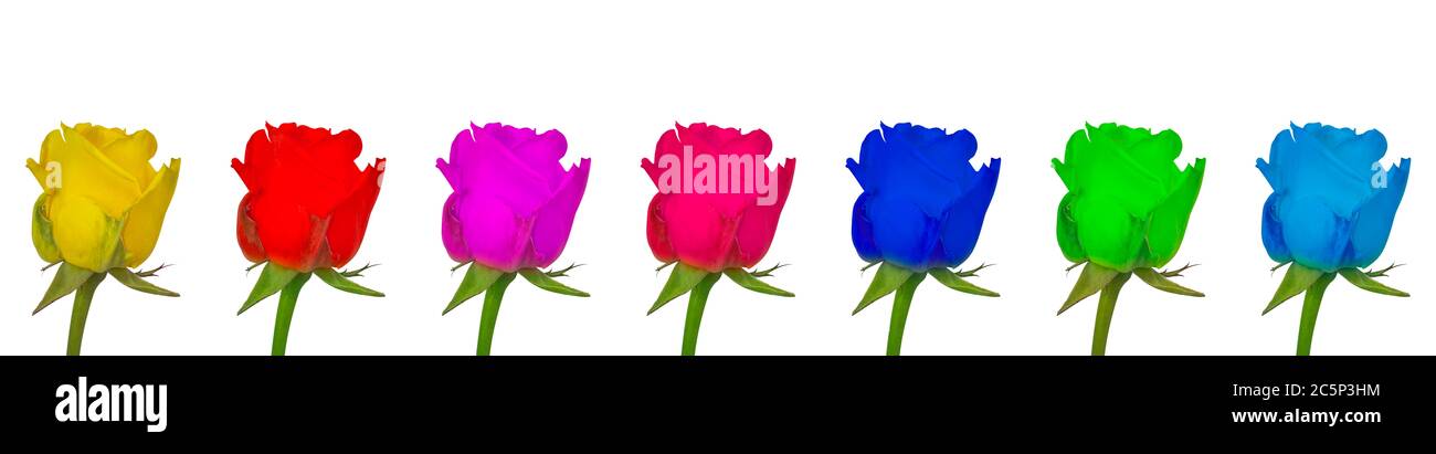 Colorful fresh roses isolated on white background Stock Photo - Alamy