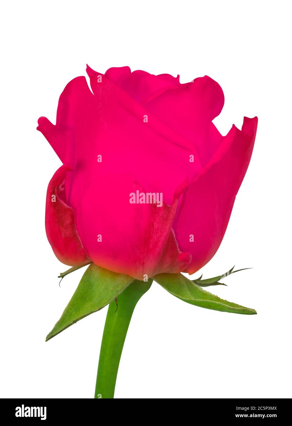 Pink fresh rose isolated on white background Stock Photo - Alamy