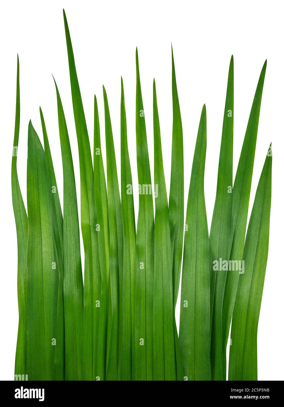Blade of grass isolated on white background. Clipping Path included for ...