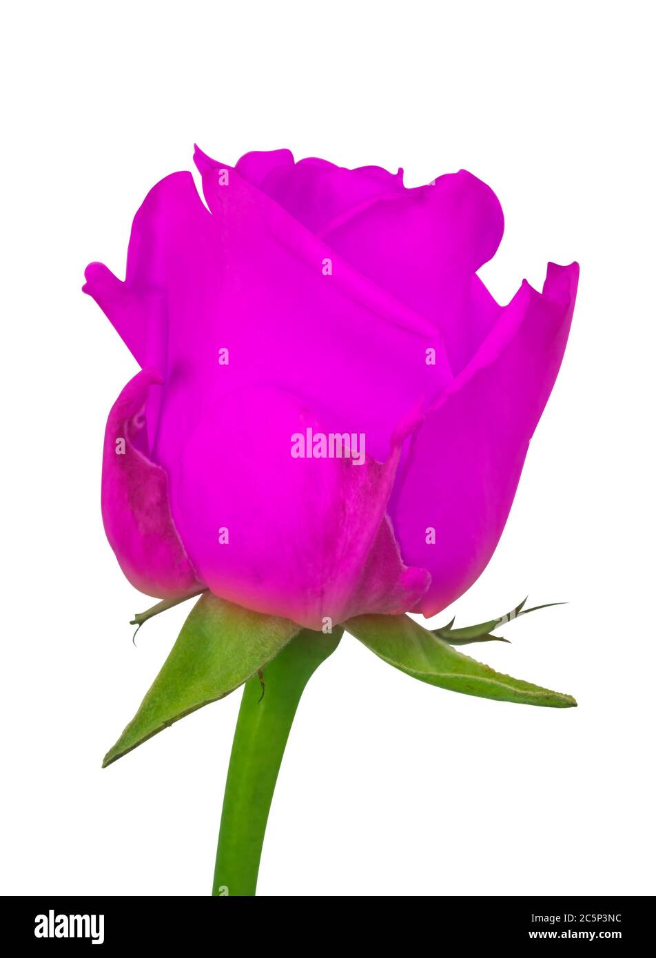 Purple fresh rose isolated on white background Stock Photo - Alamy
