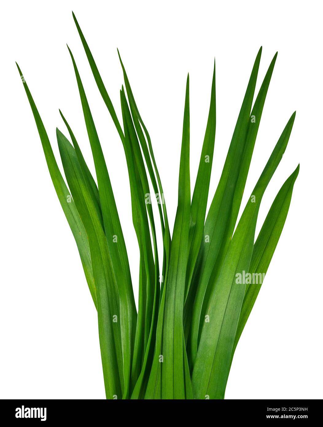 Blade of grass isolated on white background. Clipping Path included for ...