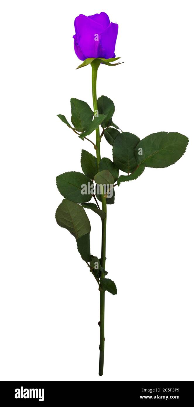 Purple fresh rose isolated on white background. Clipping path included ...