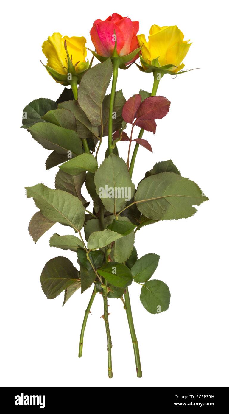 Red and yellow roses isolated on white background. Clipping Path ...