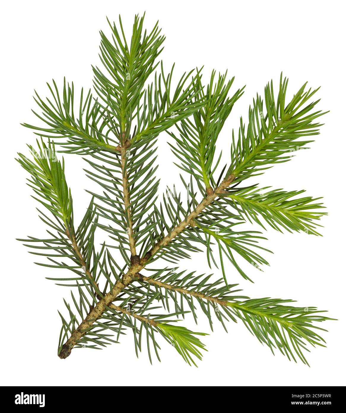 Fir tree branch isolated on white. Clipping Path included for your ...