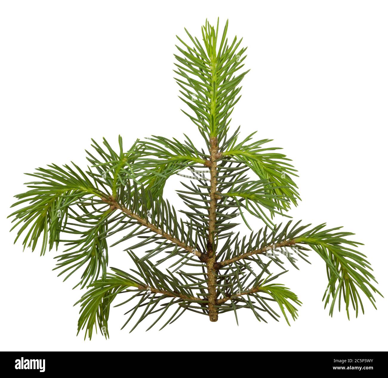 Fir tree branch isolated on white background Stock Photo - Alamy
