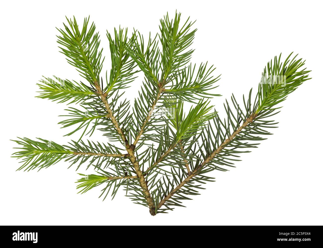 Fir tree branch isolated on white background Stock Photo - Alamy