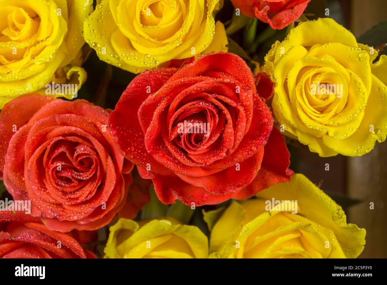 Close up of yellow and red roses background Stock Photo - Alamy
