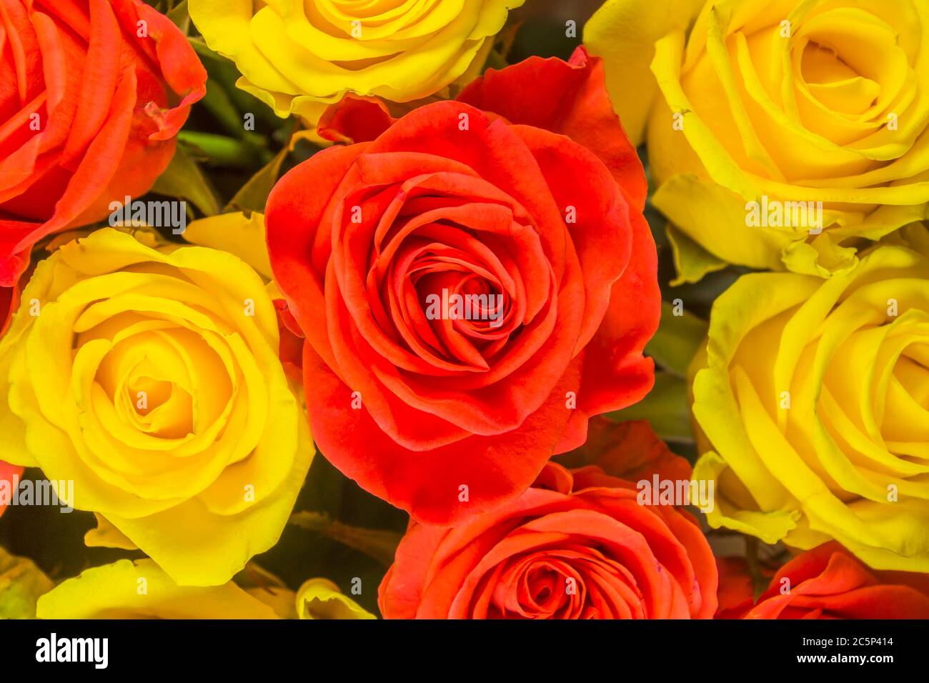 Close up of yellow and red roses background Stock Photo - Alamy