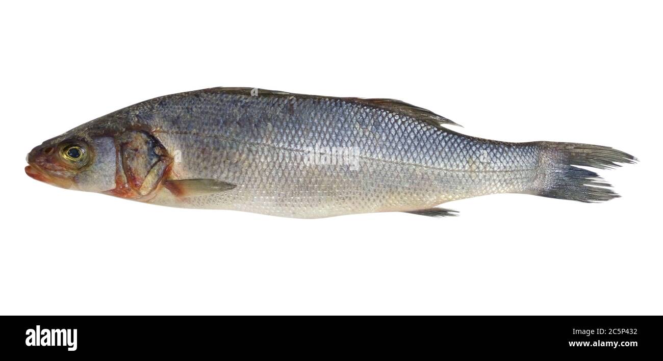 Fresh Seabass fish isolated on white. Clipping path included Stock ...