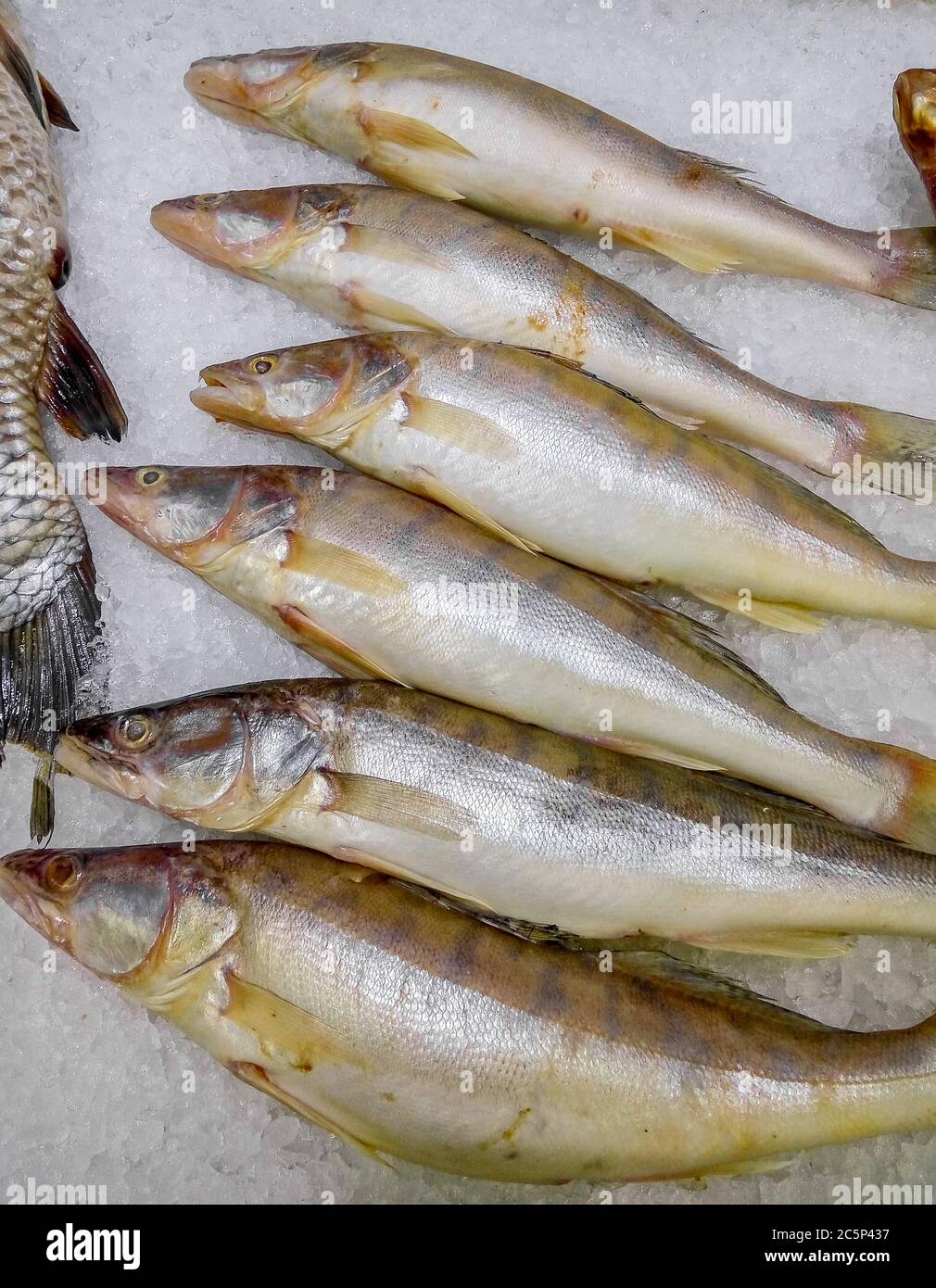 Plenty of fresh raw zanders in supermarket Stock Photo - Alamy