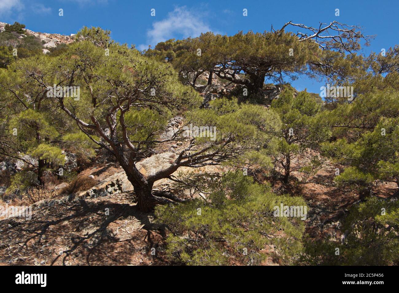 Pine trees on Karpathos in Greece,Europe Stock Photo - Alamy