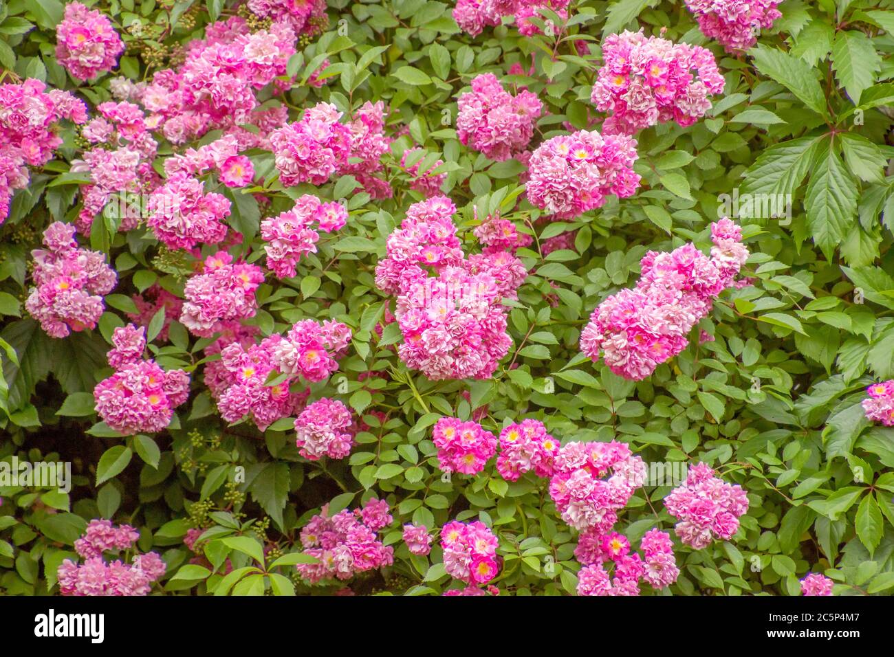 Bush of roses background in summer day Stock Photo - Alamy