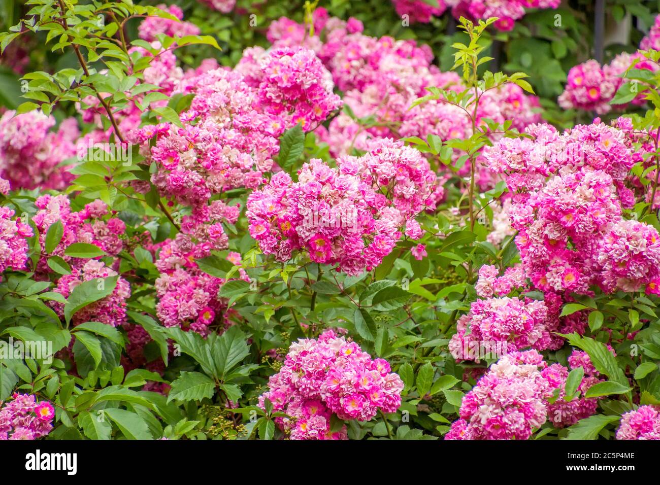 Bush of roses background in summer day Stock Photo - Alamy