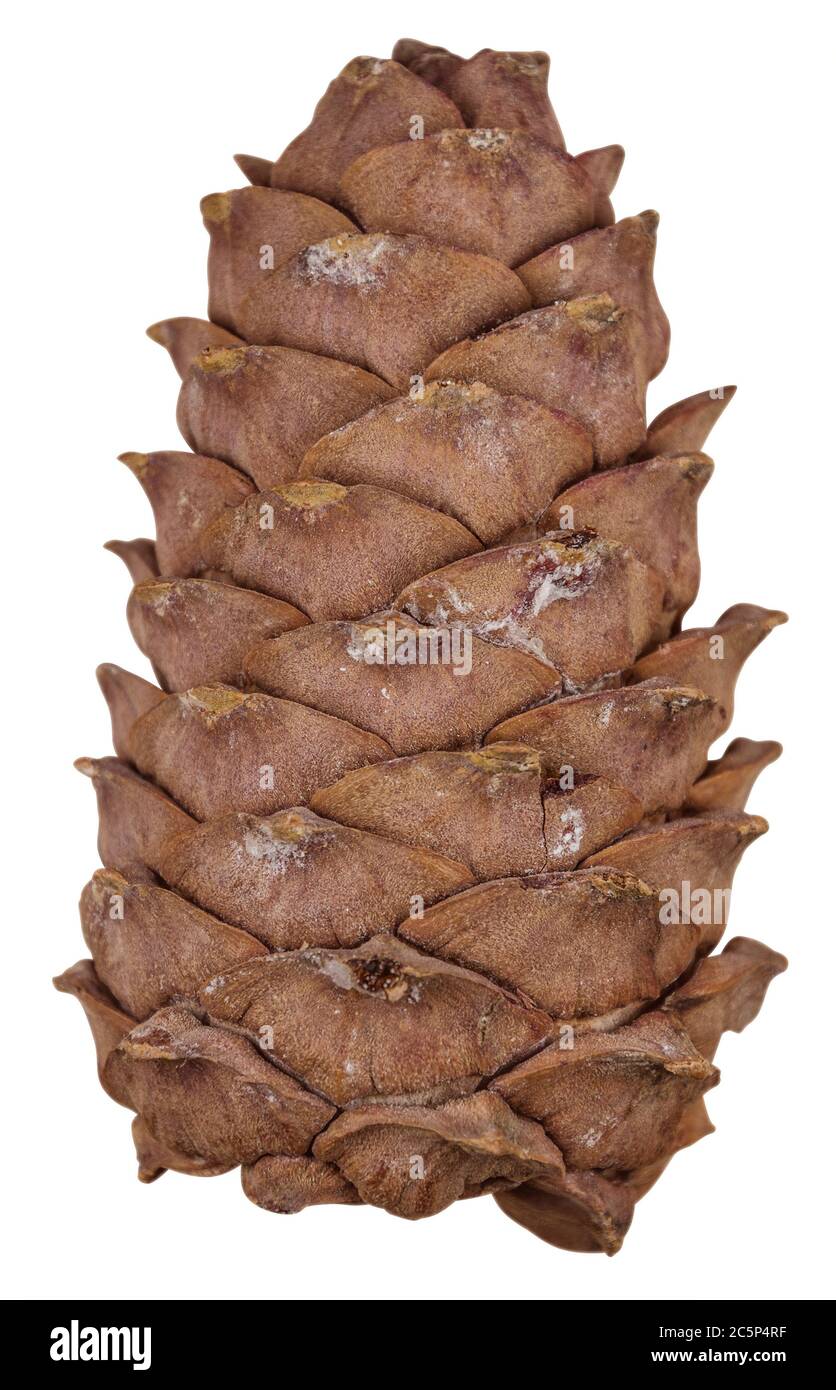 Single cedar cone isolated on white background. Clipping path included ...