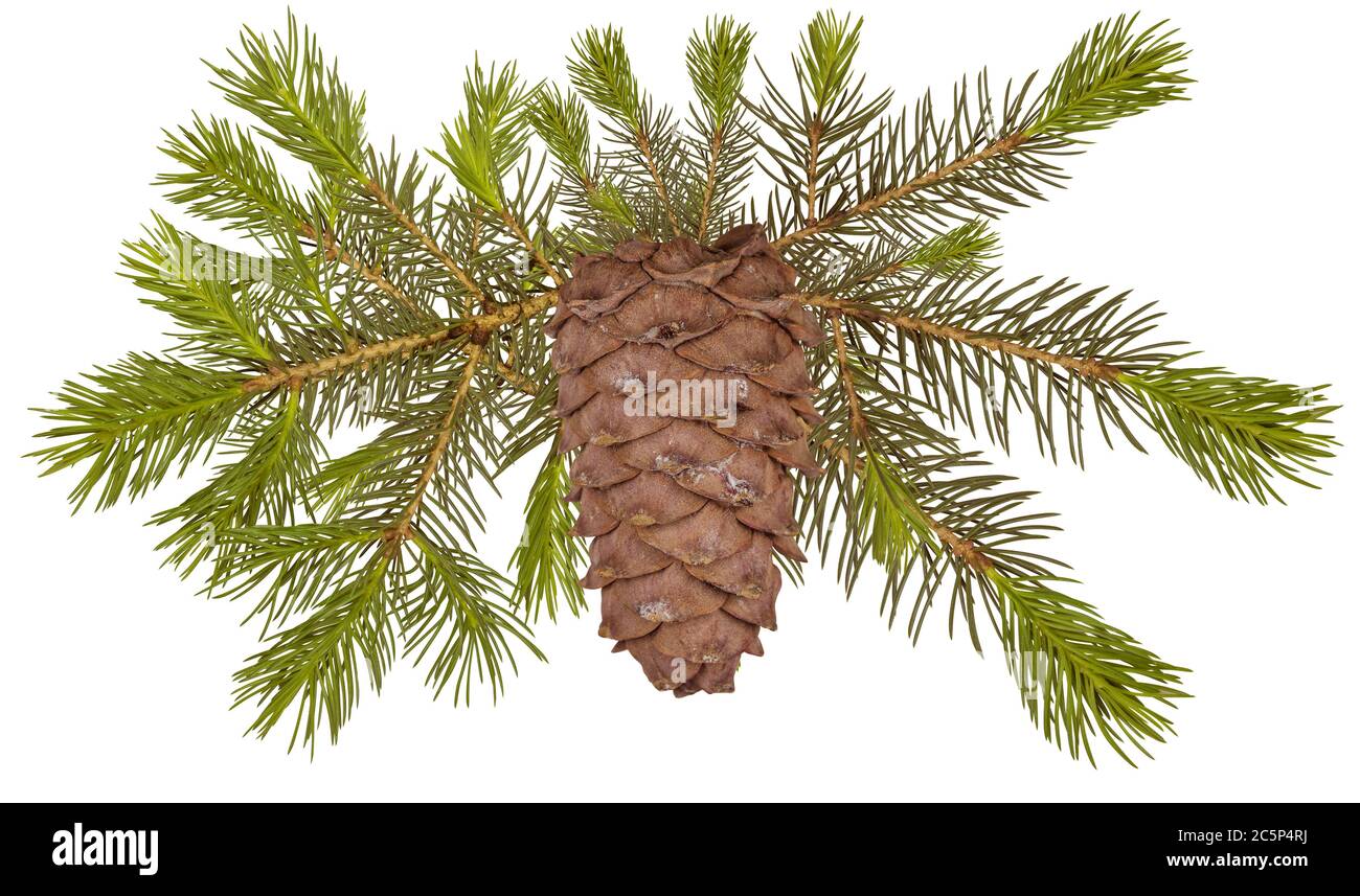 Single cedar cone on the fir tree branch isolated on white background ...