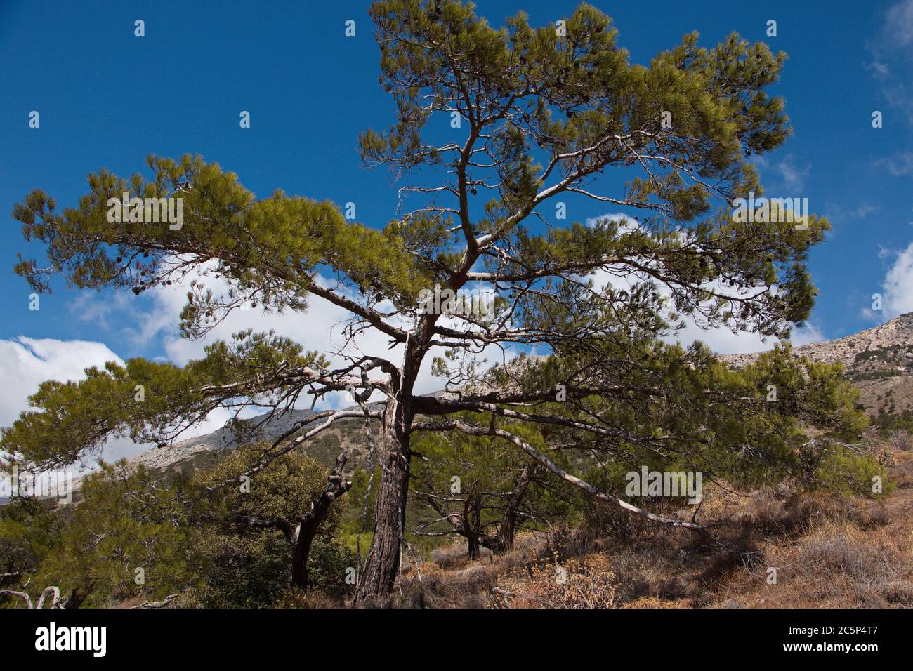 Trees on karpathos island hi-res stock photography and images - Alamy