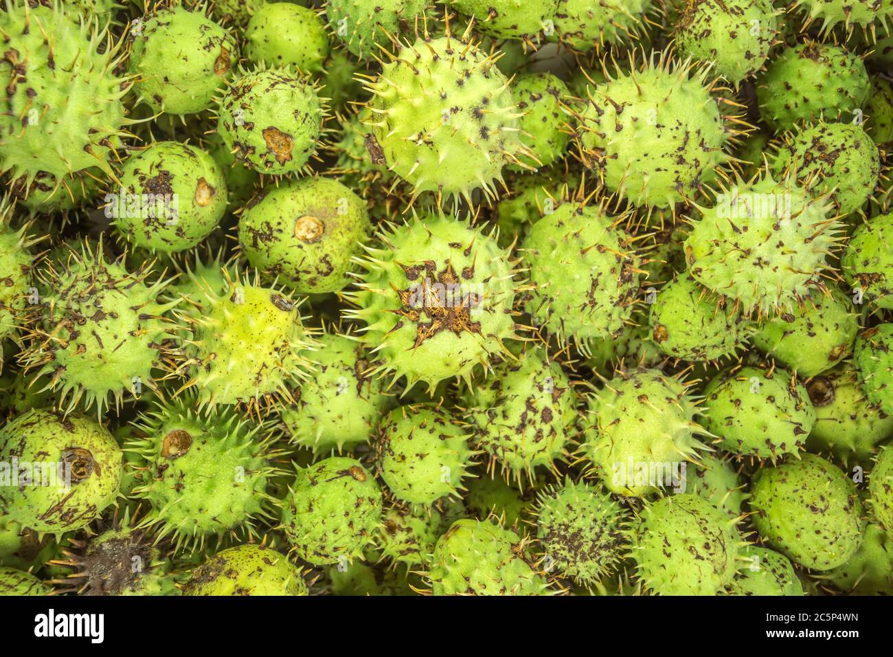 Harvest background of raw green chestnuts at the market Stock Photo - Alamy