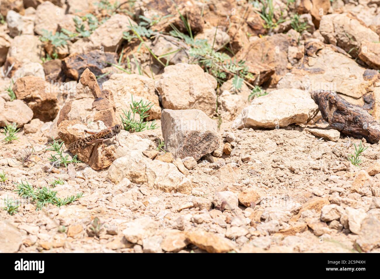 Middle East Insects High Resolution Stock Photography and Images - Alamy