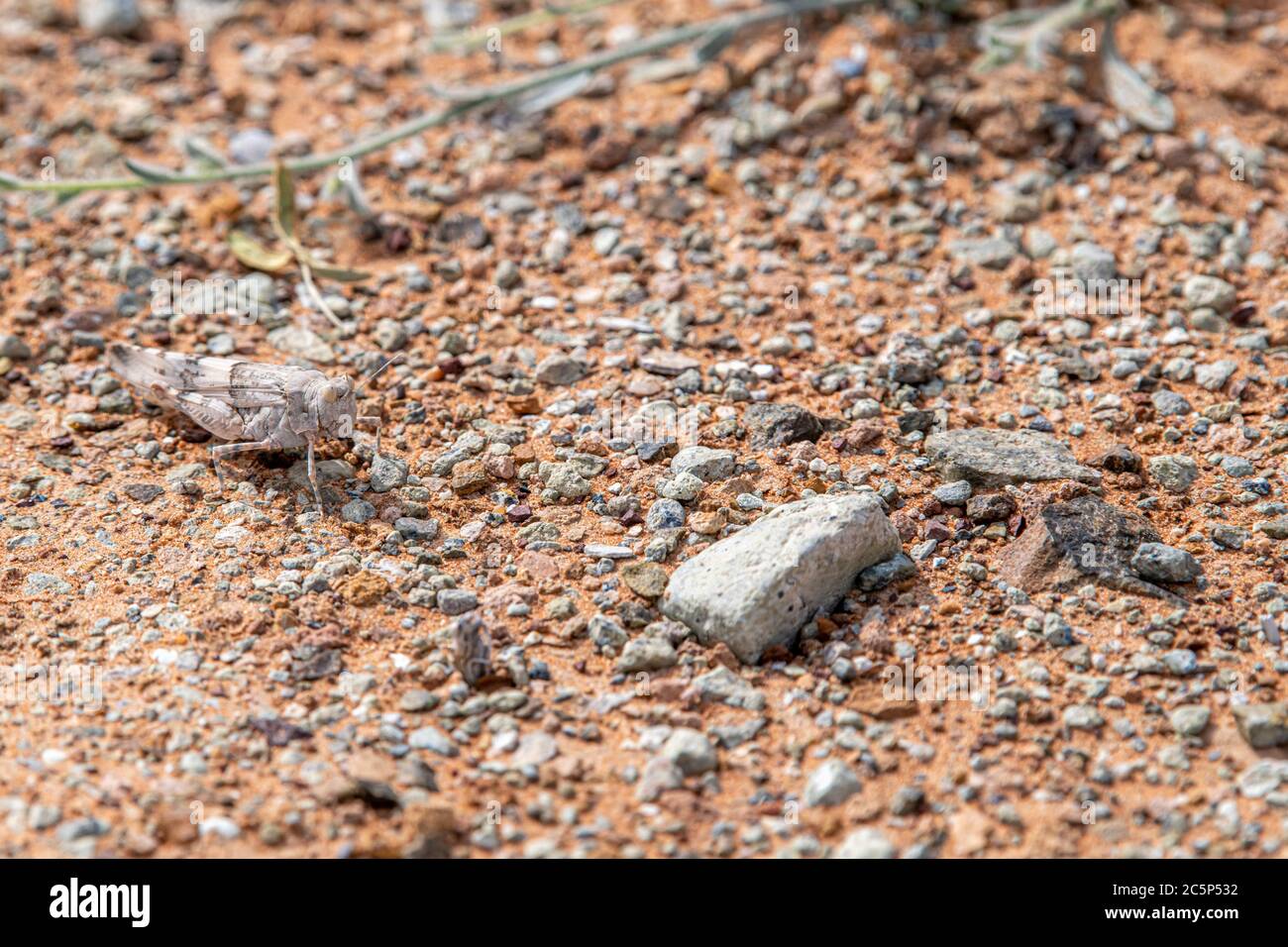 Middle East Insects High Resolution Stock Photography and Images - Alamy