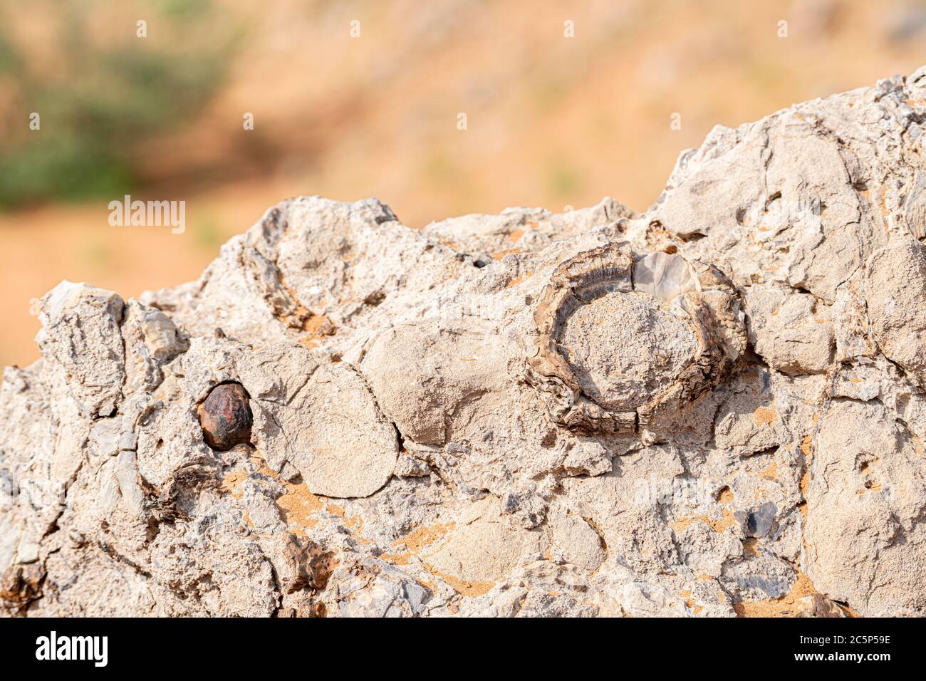 Fossils in a rock Stock Photo - Alamy