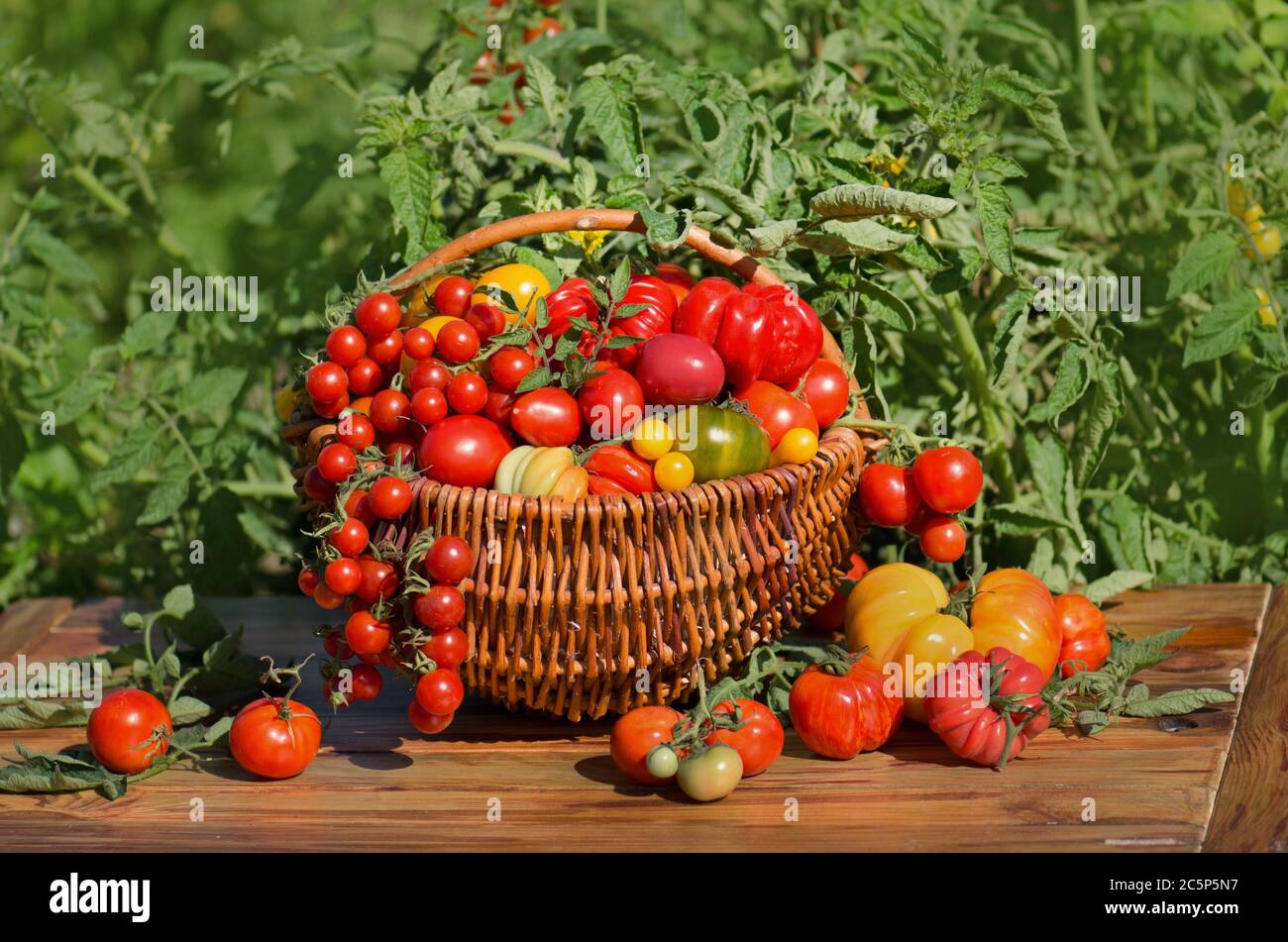 Ripe organic garden tomatoes ready for picking in field on a sunny day ...
