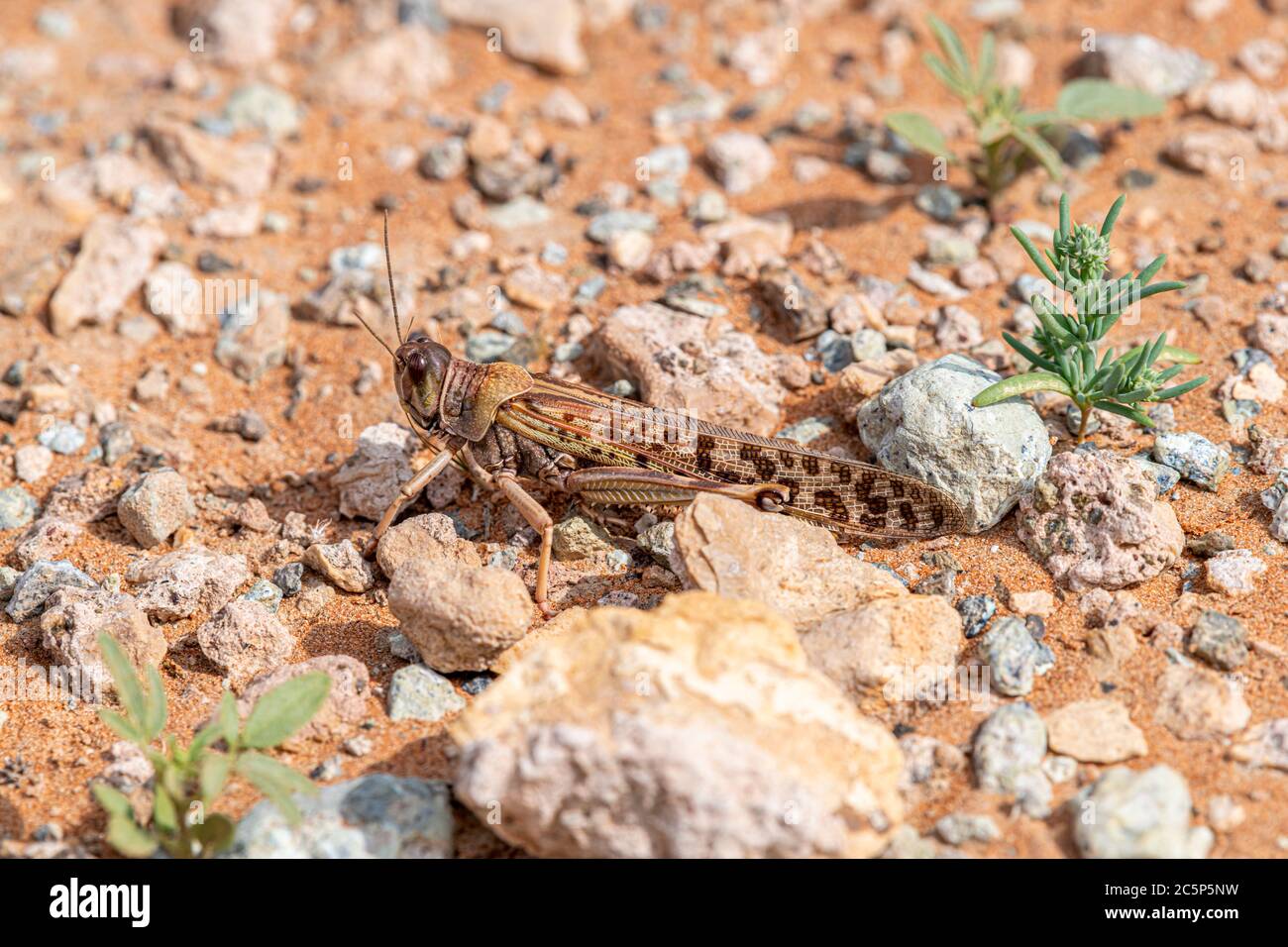 Grasshopper in the rocky desert Stock Photo - Alamy