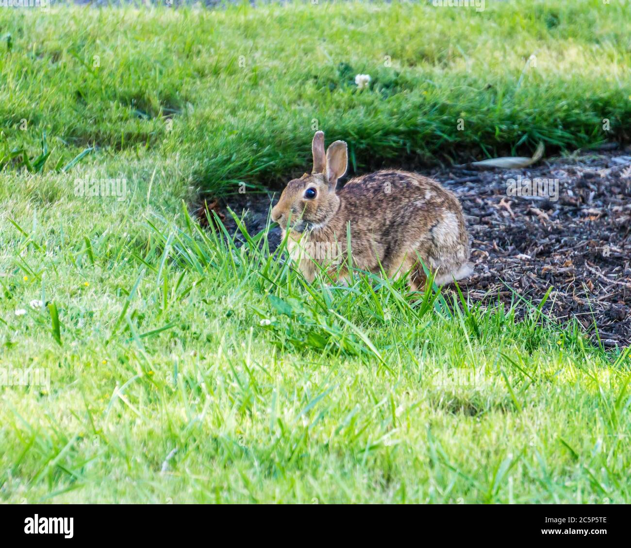 A view of a rabbit in a front yard in Burien, Washington Stock Photo ...