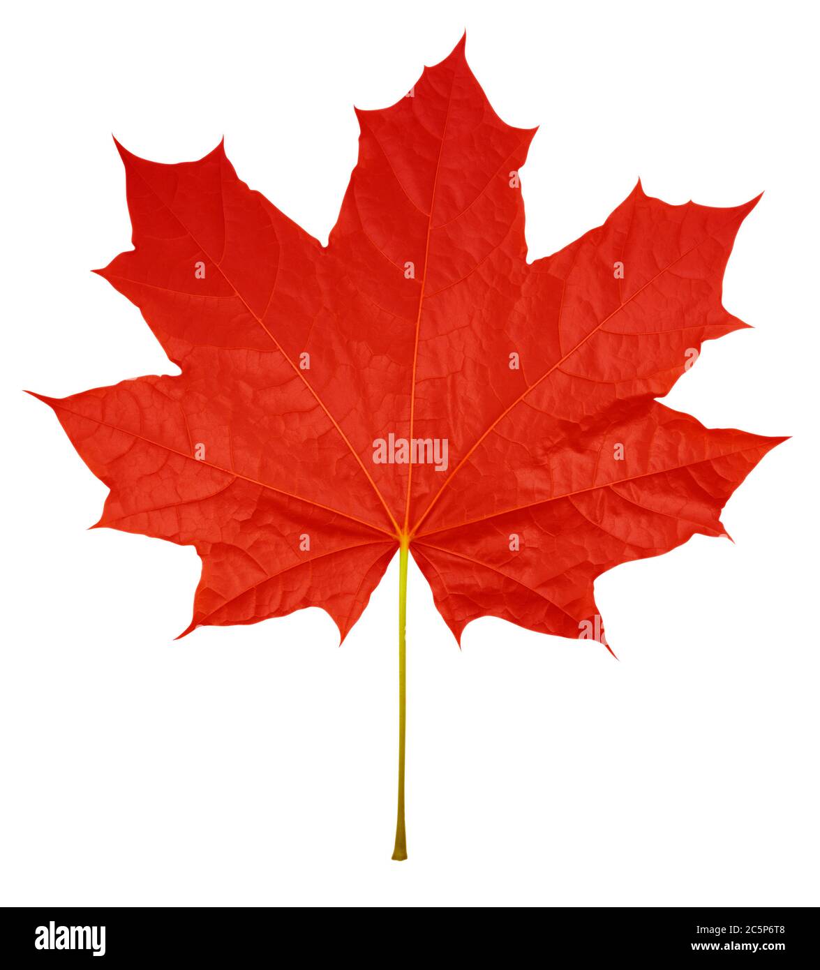Red Maple Leaf isolated on white background. Clipping path included ...