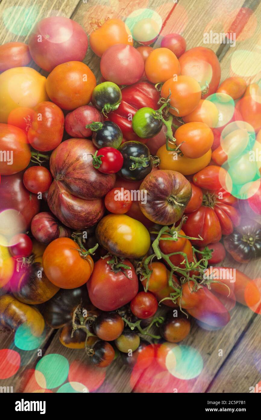 The harvest of assorted tomatoes. Organic green, red, yellow, orange ...