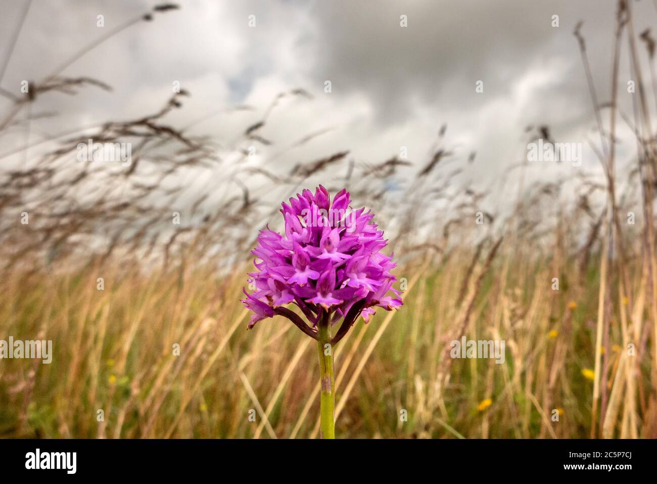 Lone flower hi-res stock photography and images - Alamy