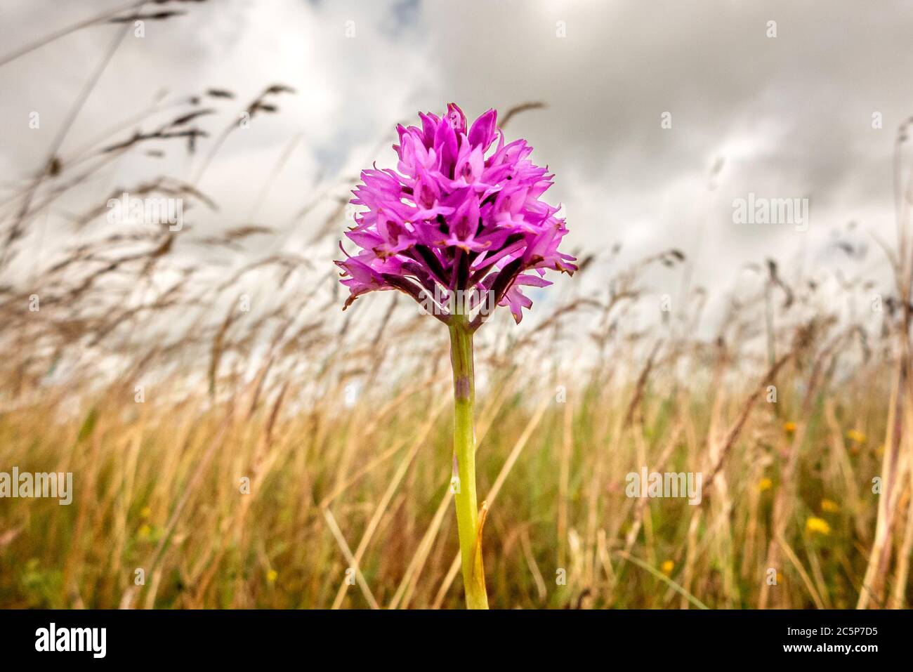 Lone flower hi-res stock photography and images - Alamy