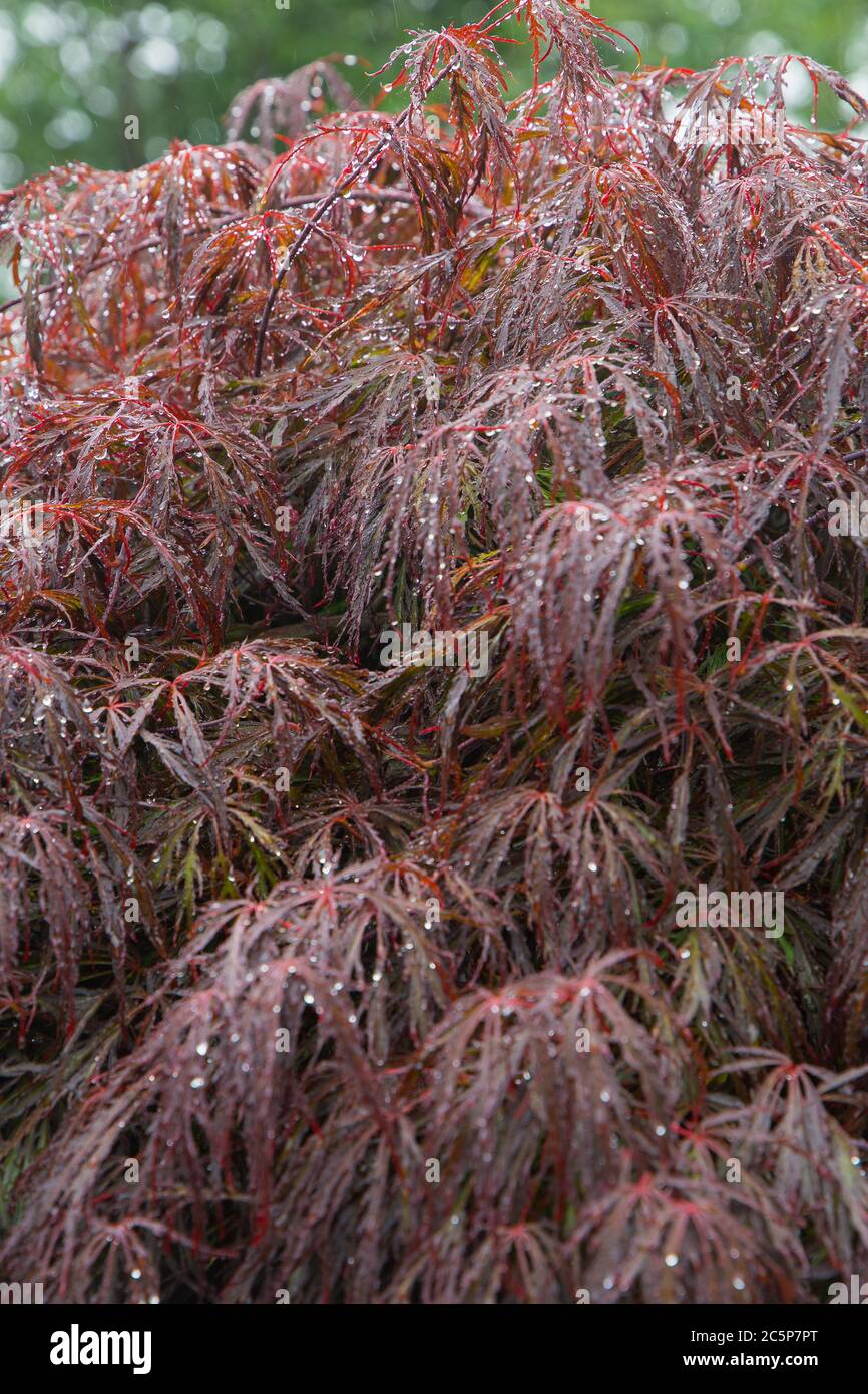 acer palmatum var. dissectum Japanese maple tree Stock Photo - Alamy