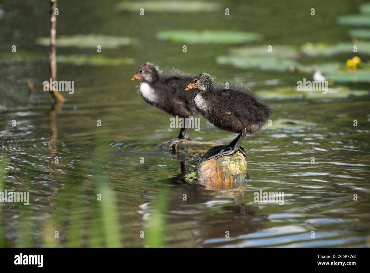 Family of common coot chicks searching for food in a river Stock Photo ...
