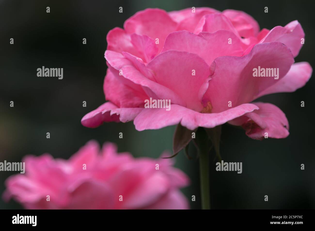 Perfect relaxing background with this lovely bright pink roses Stock ...