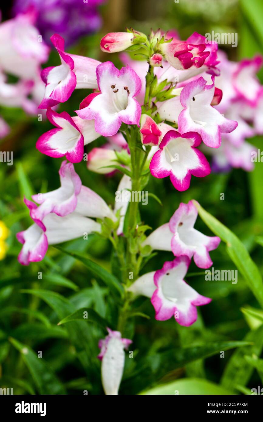 Penstemon ‘Pensham Laura’ Stock Photo - Alamy