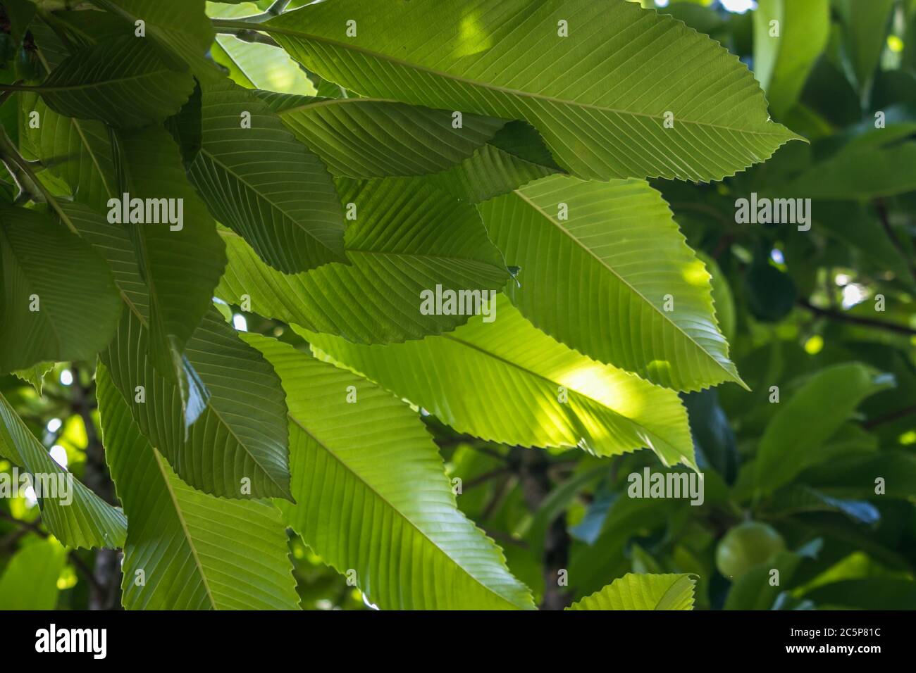 Elephant across house hi-res stock photography and images - Alamy