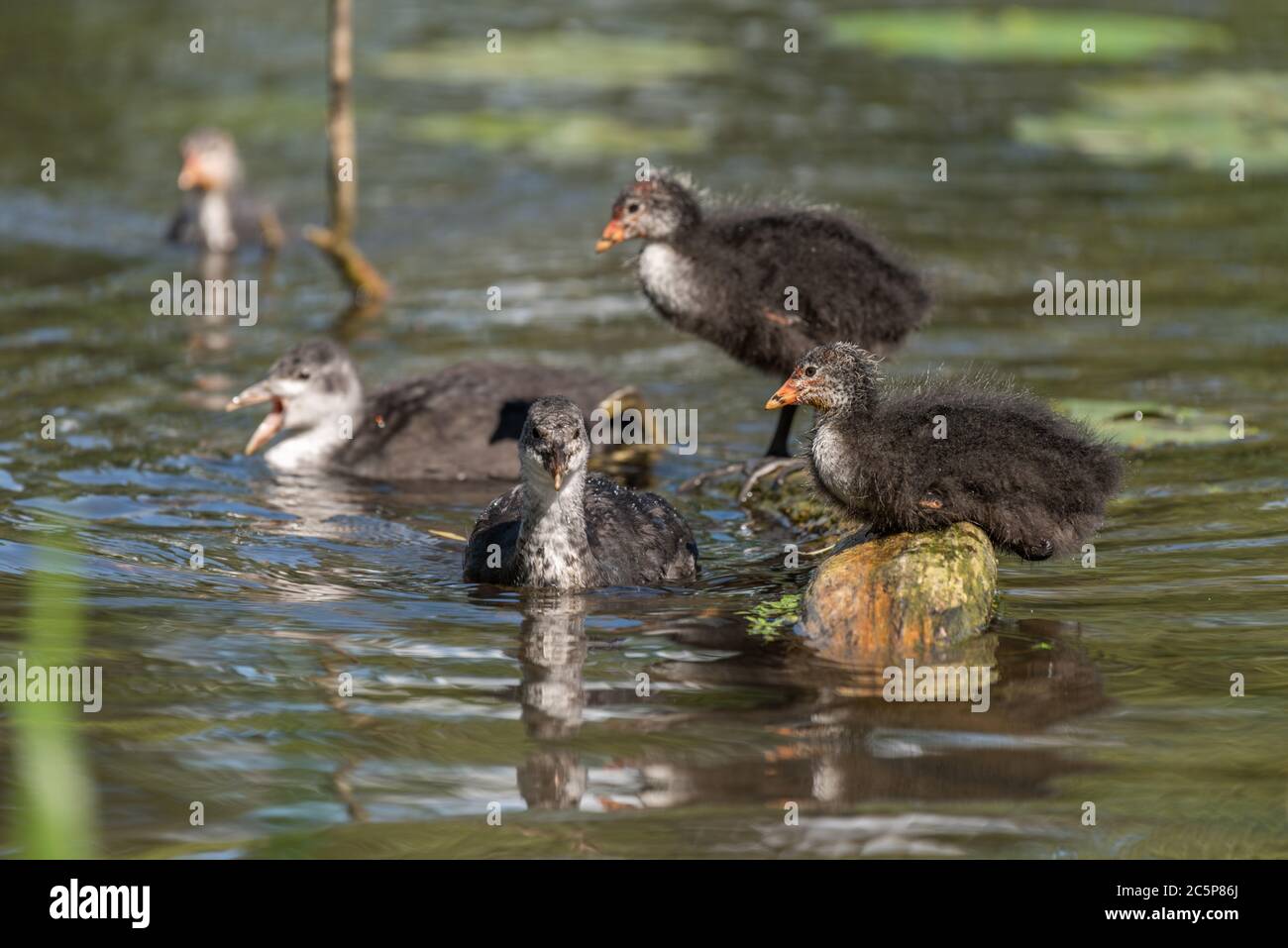 Family of common coot chicks searching for food in a river Stock Photo ...