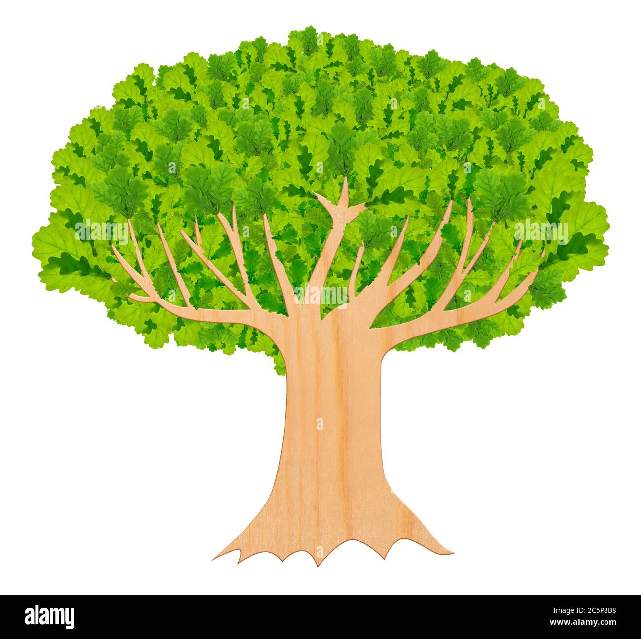 Oak tree isolated on white background Stock Photo - Alamy