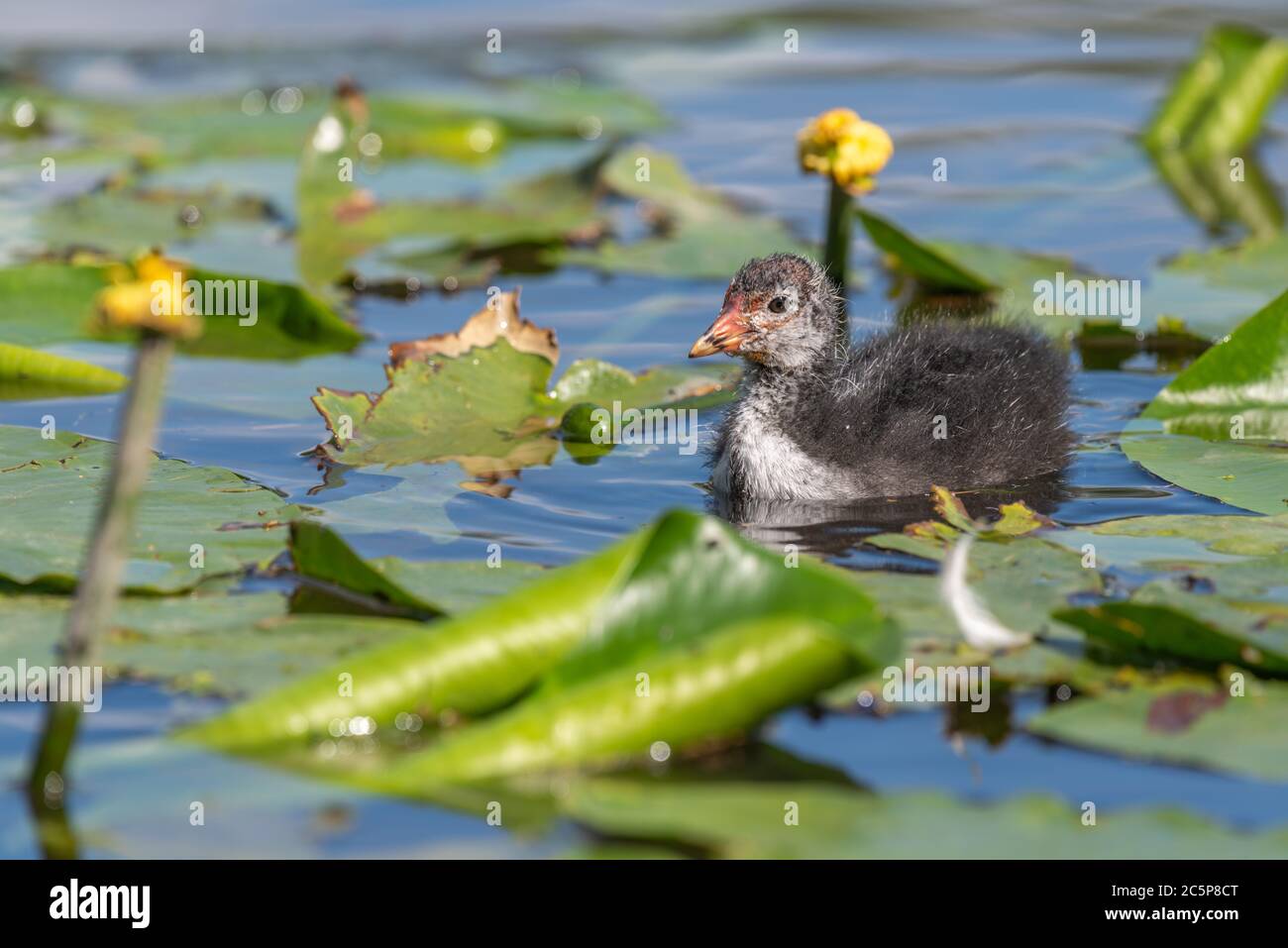 Common coot chick searching for food in a river Stock Photo - Alamy