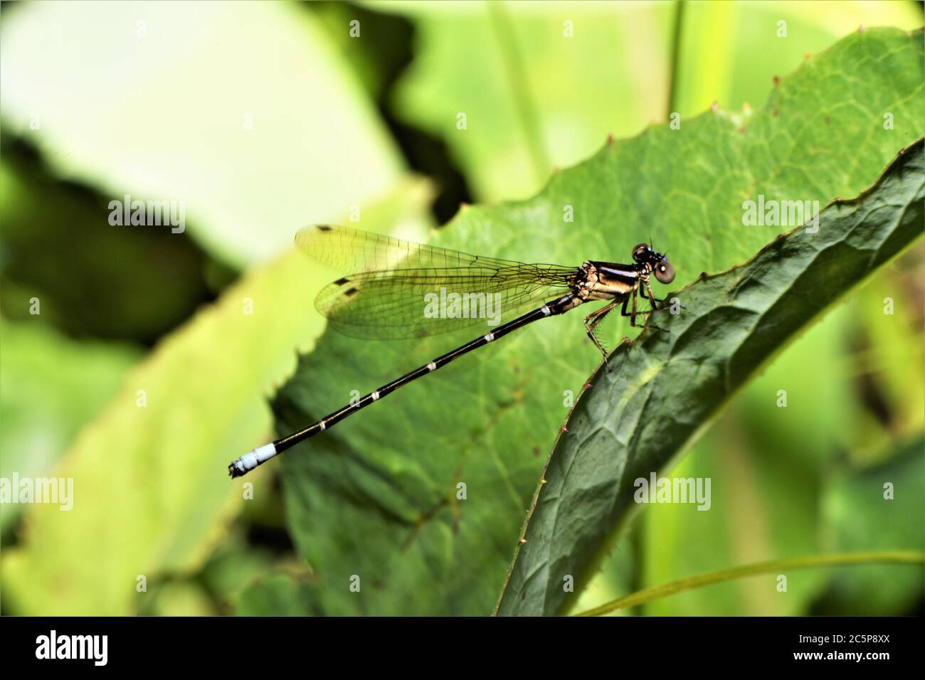 Female common blue damselfly Stock Photo - Alamy
