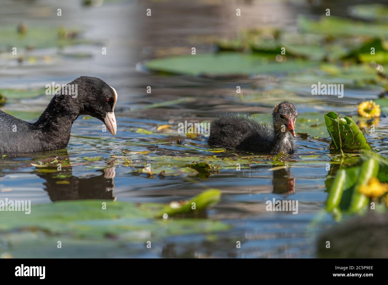 Family of common coot chicks searching for food in a river Stock Photo ...