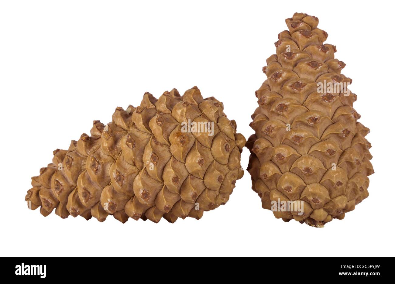 Brown pine cones isolated on white background with Clipping path Stock ...