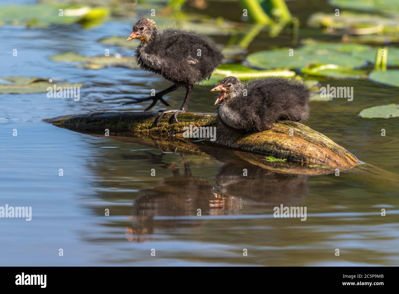 Common coot chicks hi-res stock photography and images - Alamy