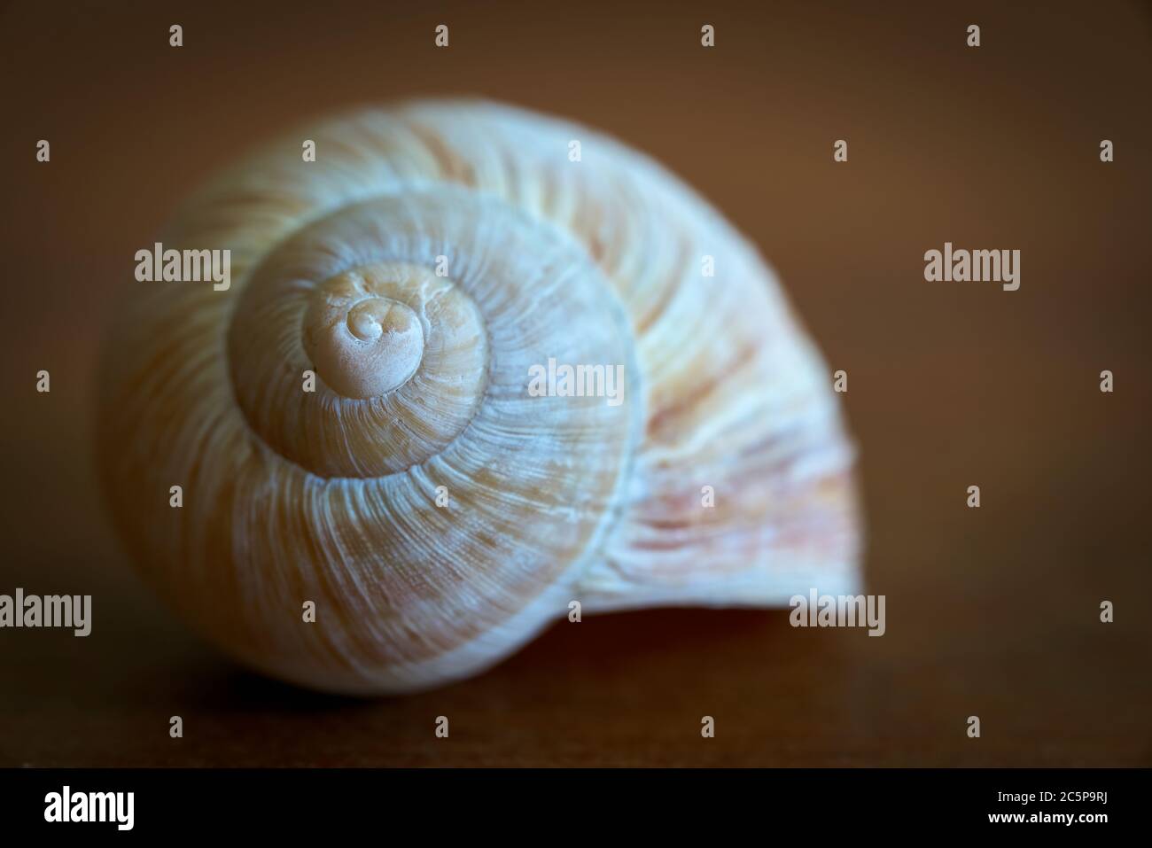 Empty snail shell hi-res stock photography and images - Alamy