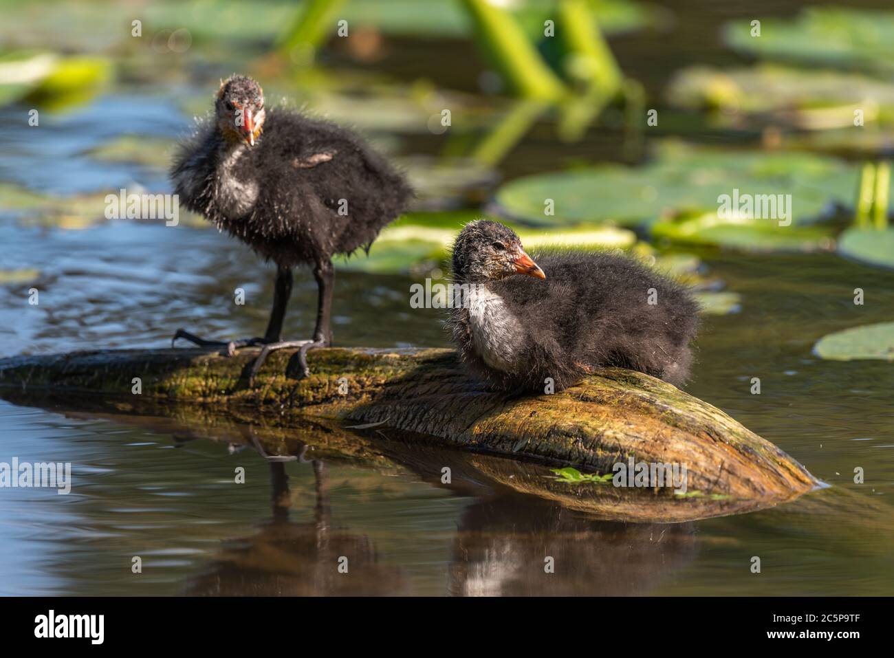 Family of common coot chicks searching for food in a river Stock Photo ...