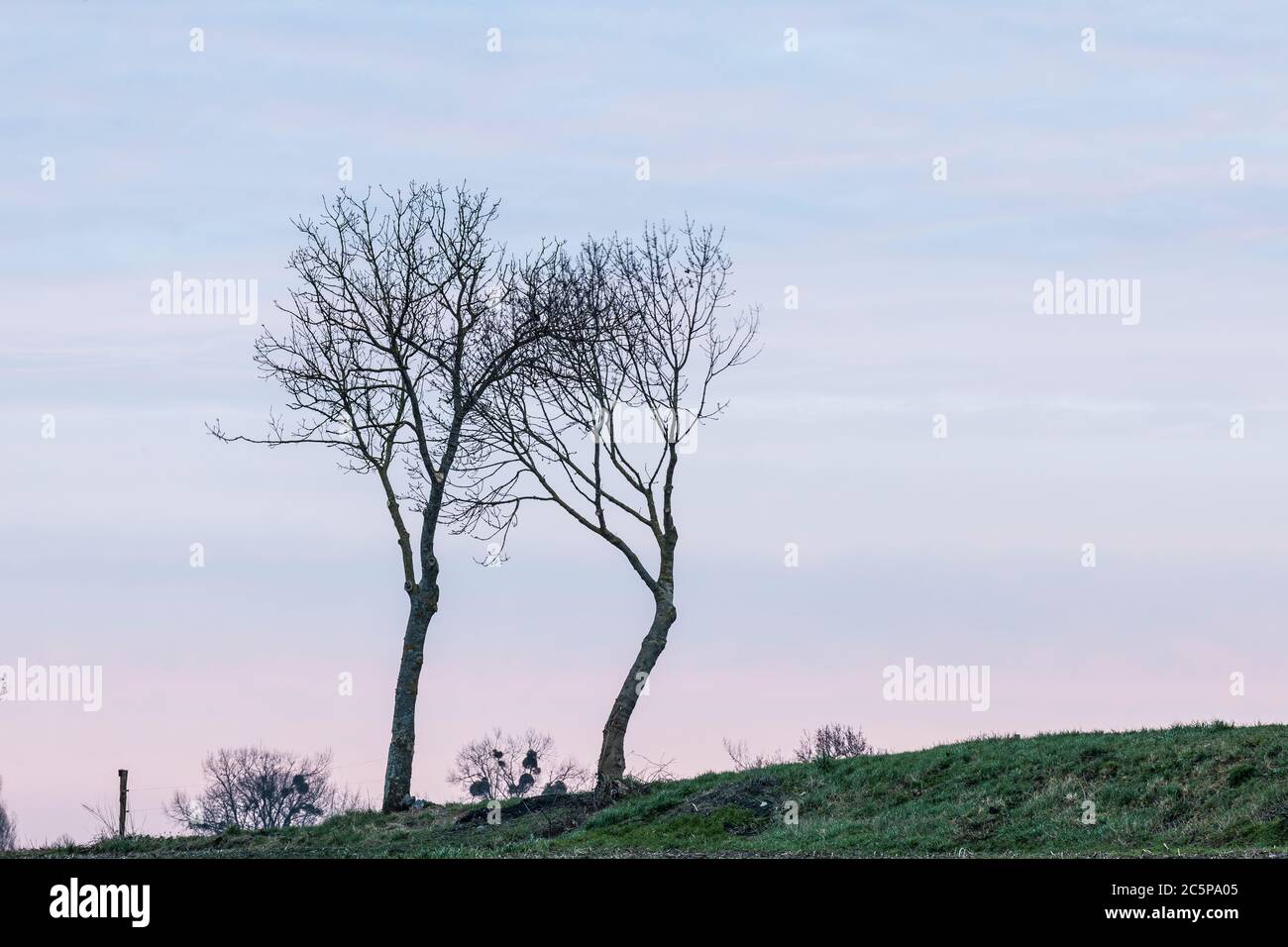 Two lone trees in the normandy countryside of France Stock Photo - Alamy